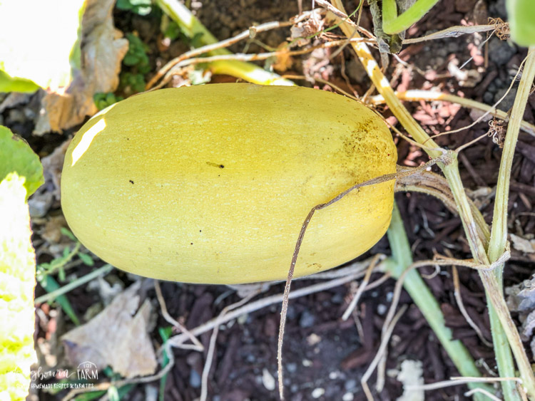 Winter Squash Storage • Longbourn Farm