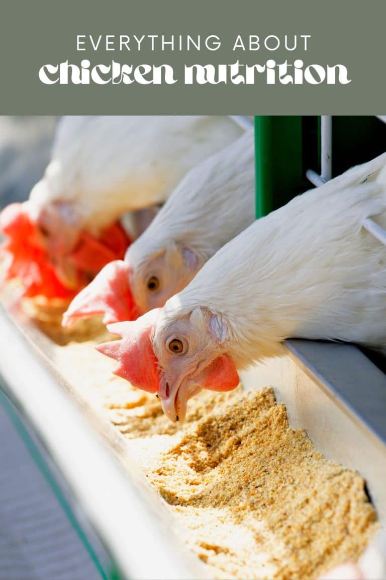 What Do Chickens Eat • Longbourn Farm