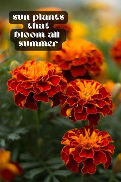Sun Plants That Bloom All Summer • Longbourn Farm