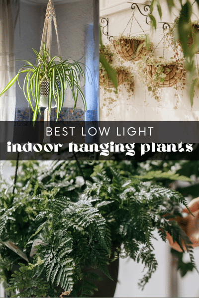 13 Best Hanging Plants for Indoors for Low Light • Longbourn Farm