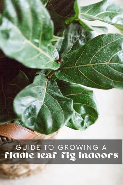 How to Grow a Fiddle Leaf Fig Tree Indoors • Longbourn Farm