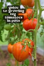 How to Grow Big Tomatoes in Pots • Longbourn Farm