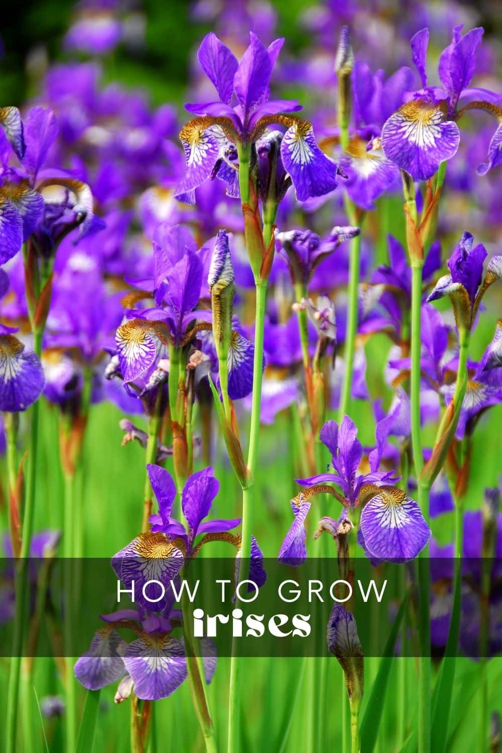 How To Grow Irises Longbourn Farm How To Grow Irises Longbourn Farm
