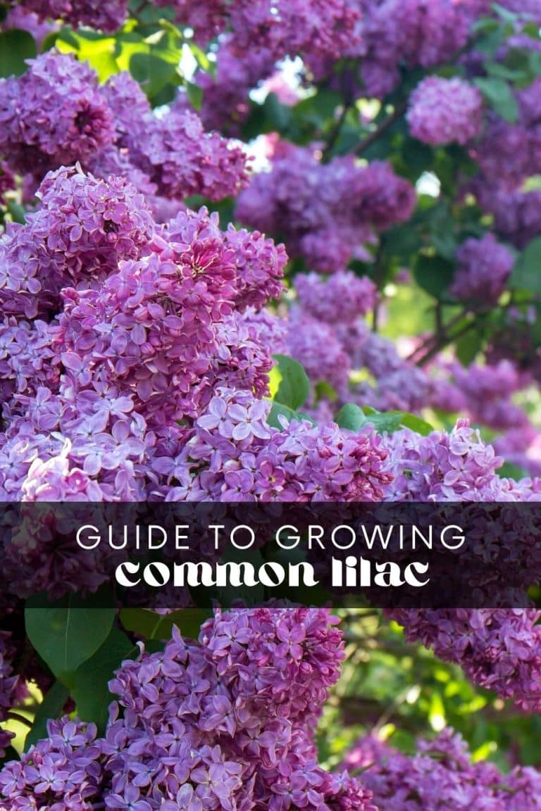 How to Grow Lilacs • Longbourn Farm