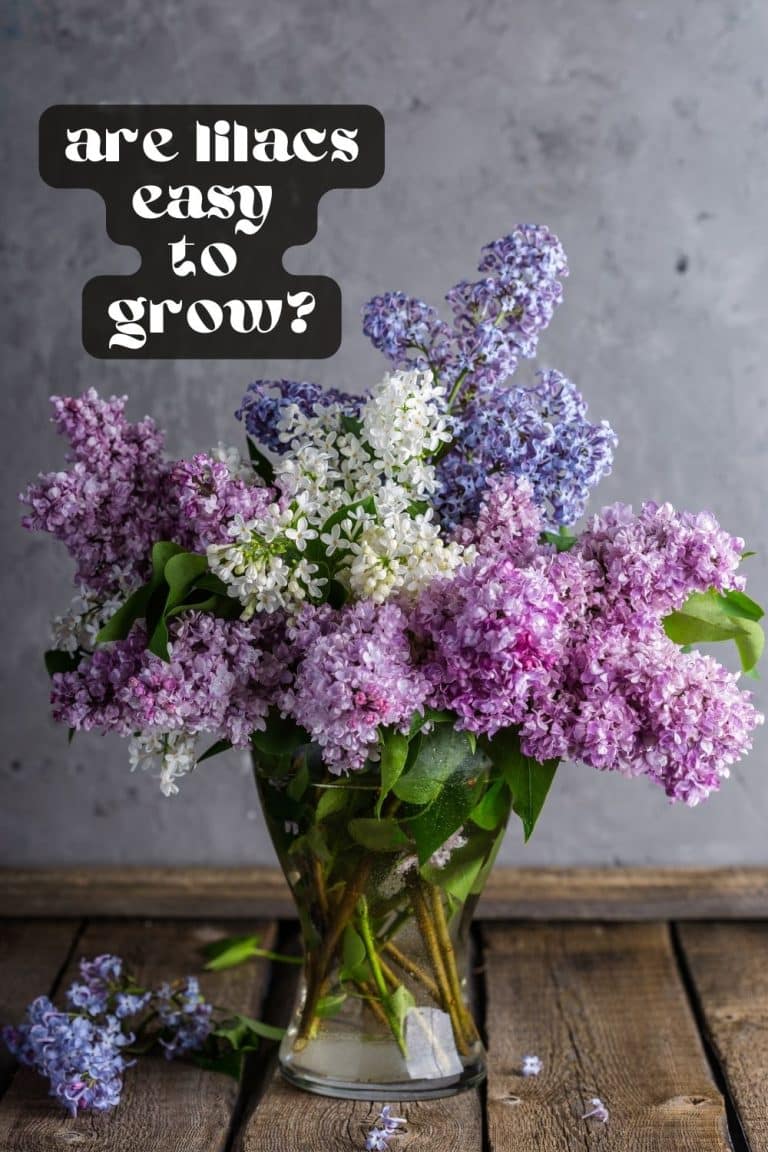 How to Grow Lilacs • Longbourn Farm