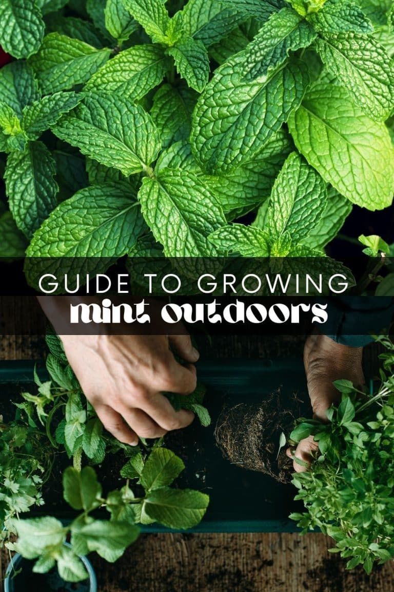 How to Grow Mint Outdoors • Longbourn Farm