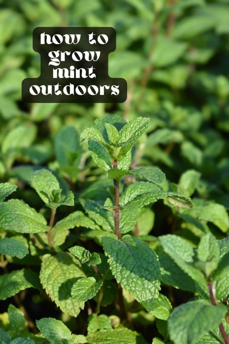 How to Grow Mint Outdoors • Longbourn Farm