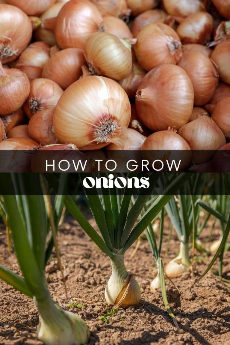How To Grow Onions - Everything You Need To Know • Longbourn Farm