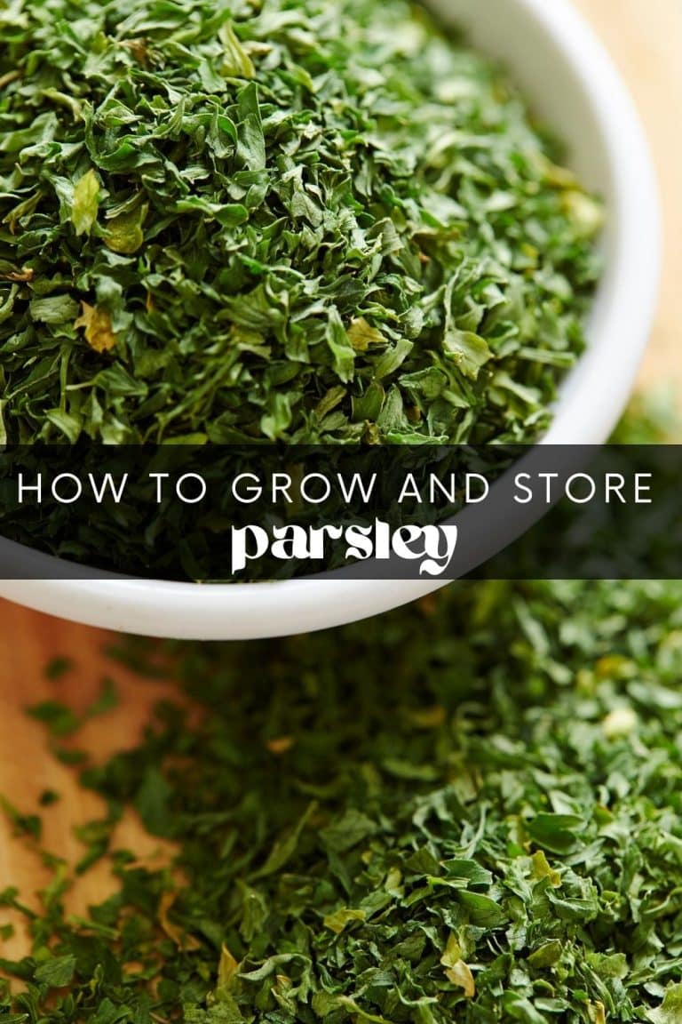 How to Grow Parsley • Longbourn Farm