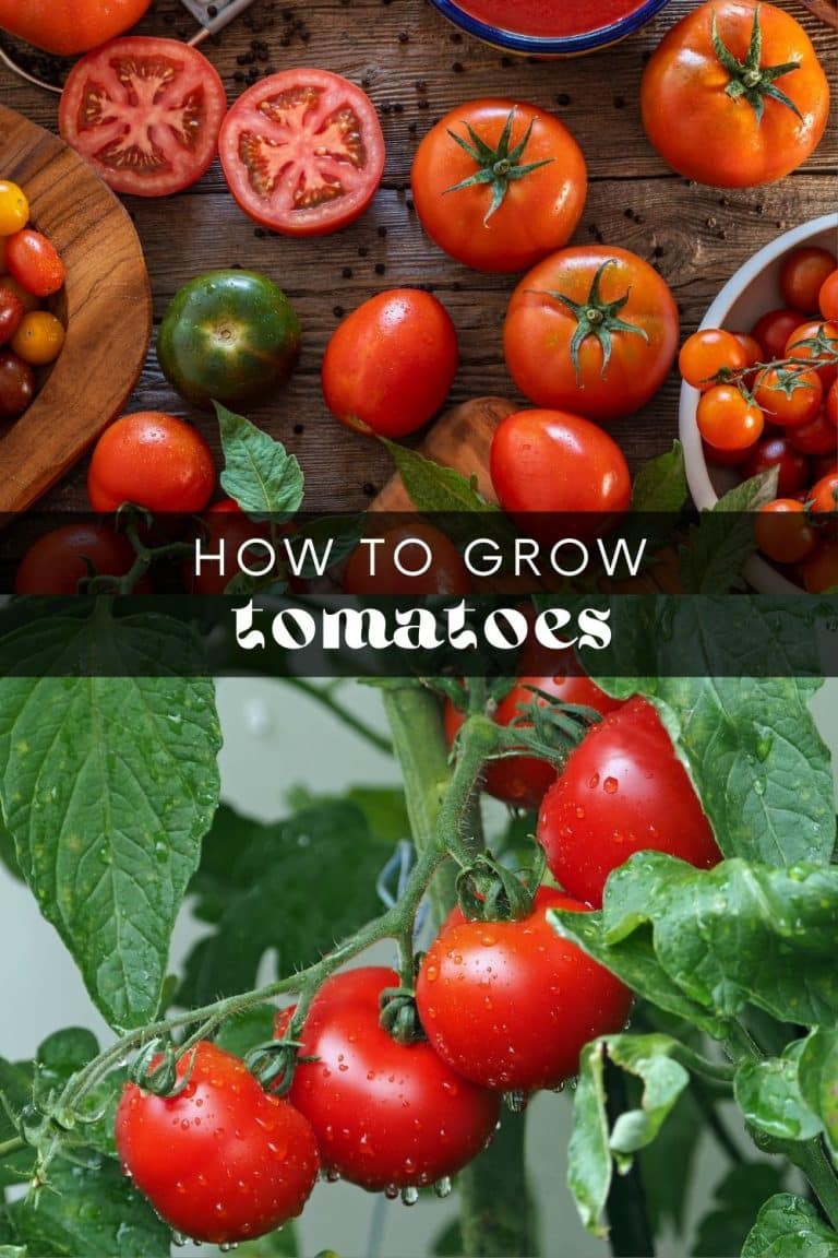 How to Grow Tomatoes • Longbourn Farm