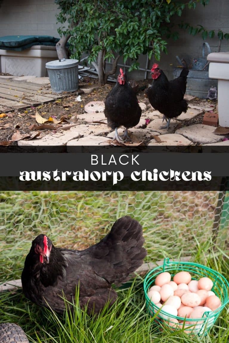 Black Australorp Chickens: Complete Guide for Backyard Keepers ...