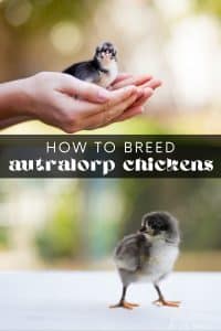 Black Australorp Chickens: Complete Guide for Backyard Keepers ...