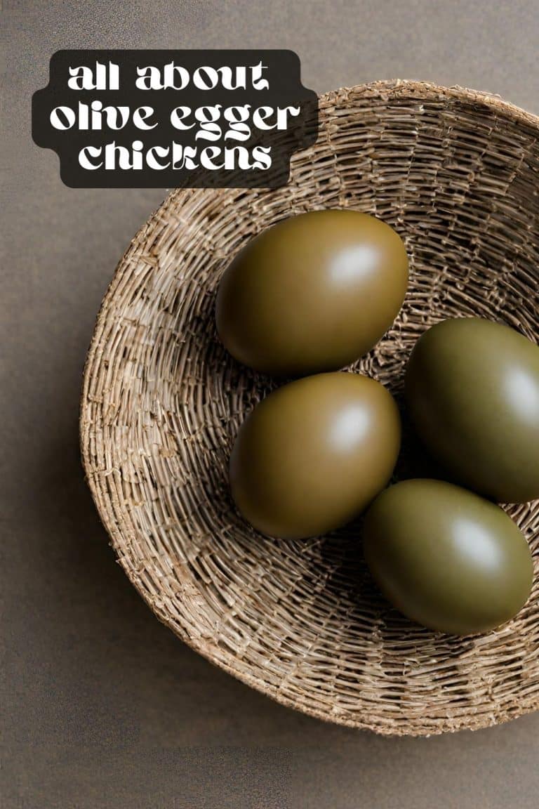 Olive Egger Chicken - Raising Unique Egg-Laying Hybrids • Longbourn Farm