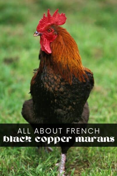 Black Copper Maran Chickens — The Chocolate Egg Layer 🐓