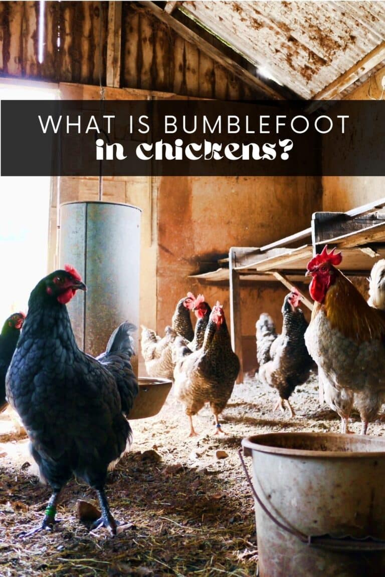 Bumblefoot in Chickens • Longbourn Farm