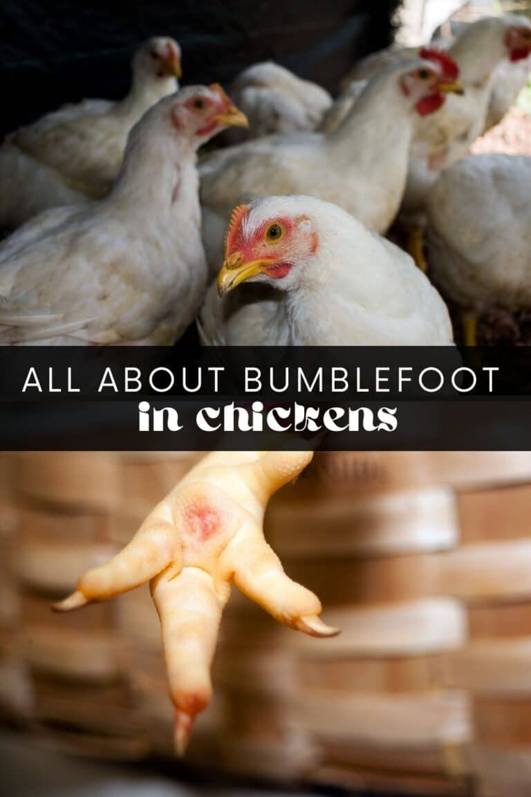 Bumblefoot in Chickens • Longbourn Farm
