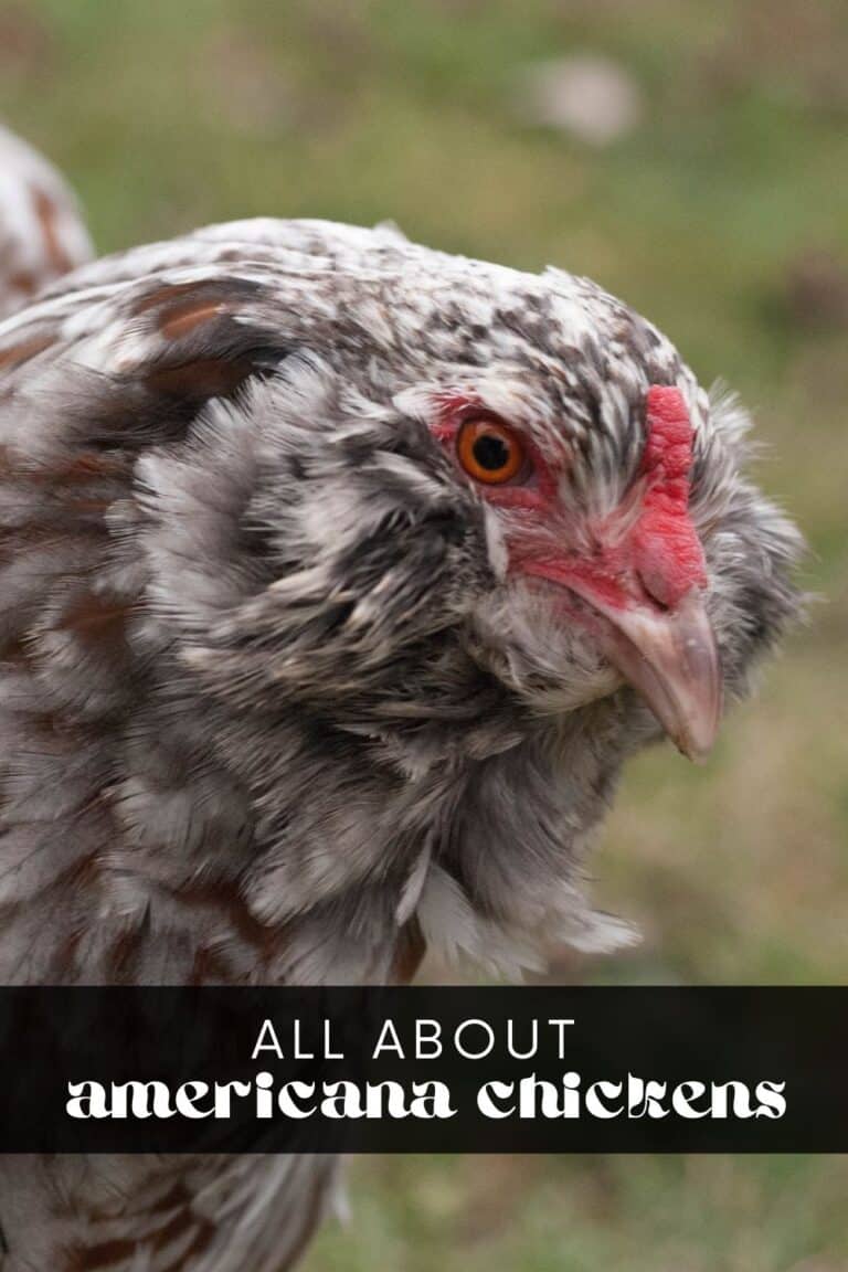 Ameraucana Chickens: Guide to Raising Blue Egg Layers • Longbourn Farm