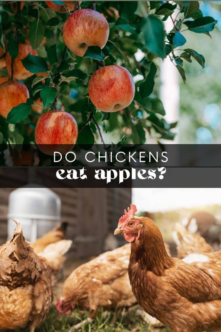 Do Chickens Like Apples? Everything You Need to Know • Longbourn Farm