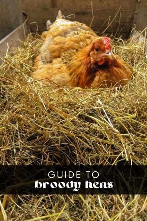 Best Tips for How to Stop Broody Hens • Longbourn Farm