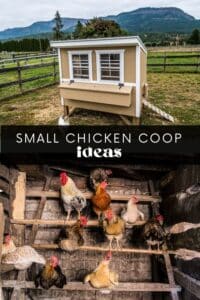 Chicken Grit | Homemade Poultry Grit Recipe • Longbourn Farm