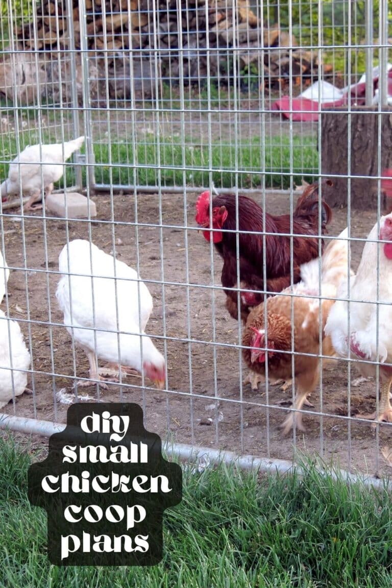 Small Chicken Coop Ideas + DIY Plan! % Longbourn Farm